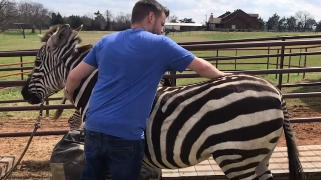 TikTok se rinde a los pies de Joren Whitley, un quiropráctico de ...